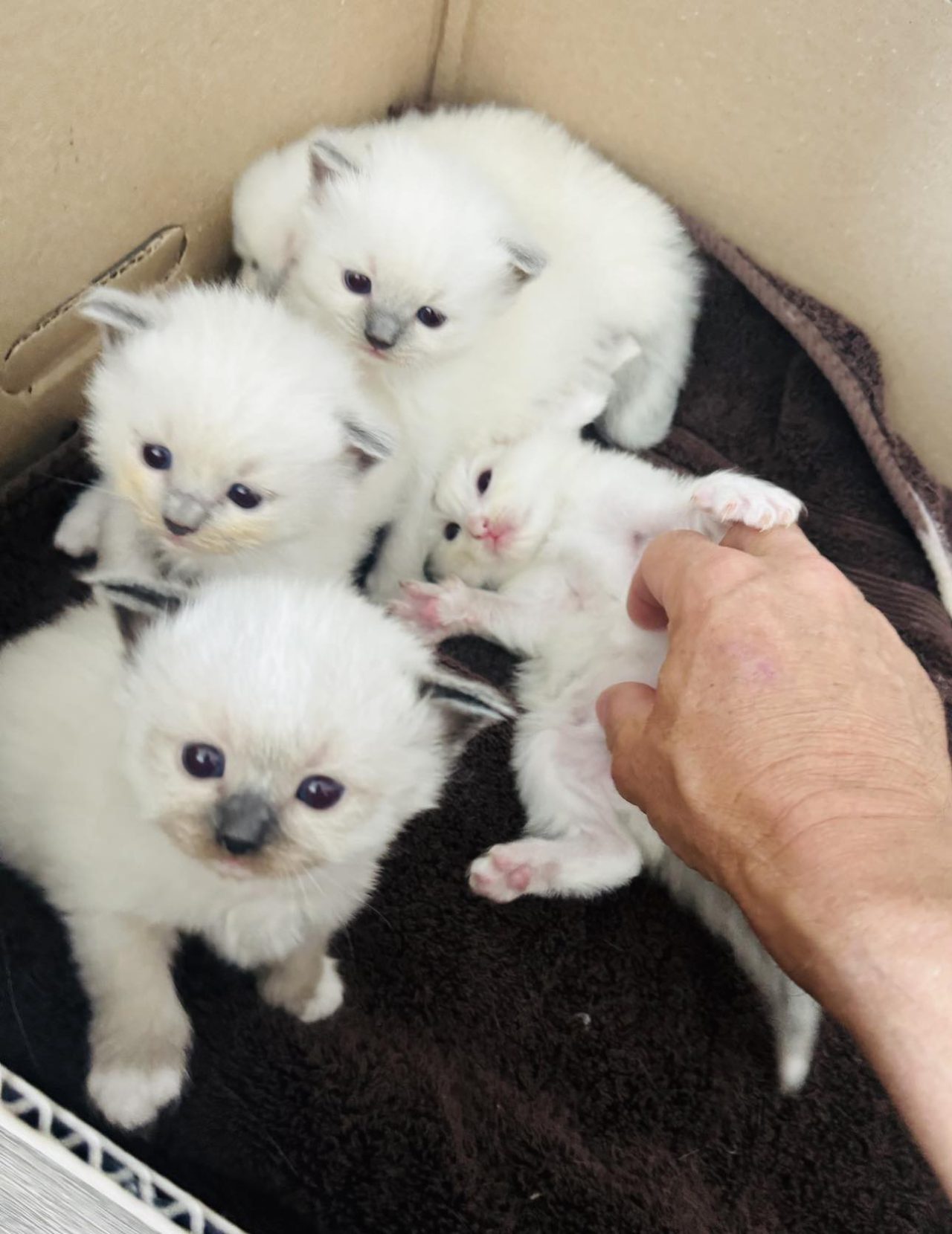 Available Kittens | Desert Dolls Ragdoll Kittens